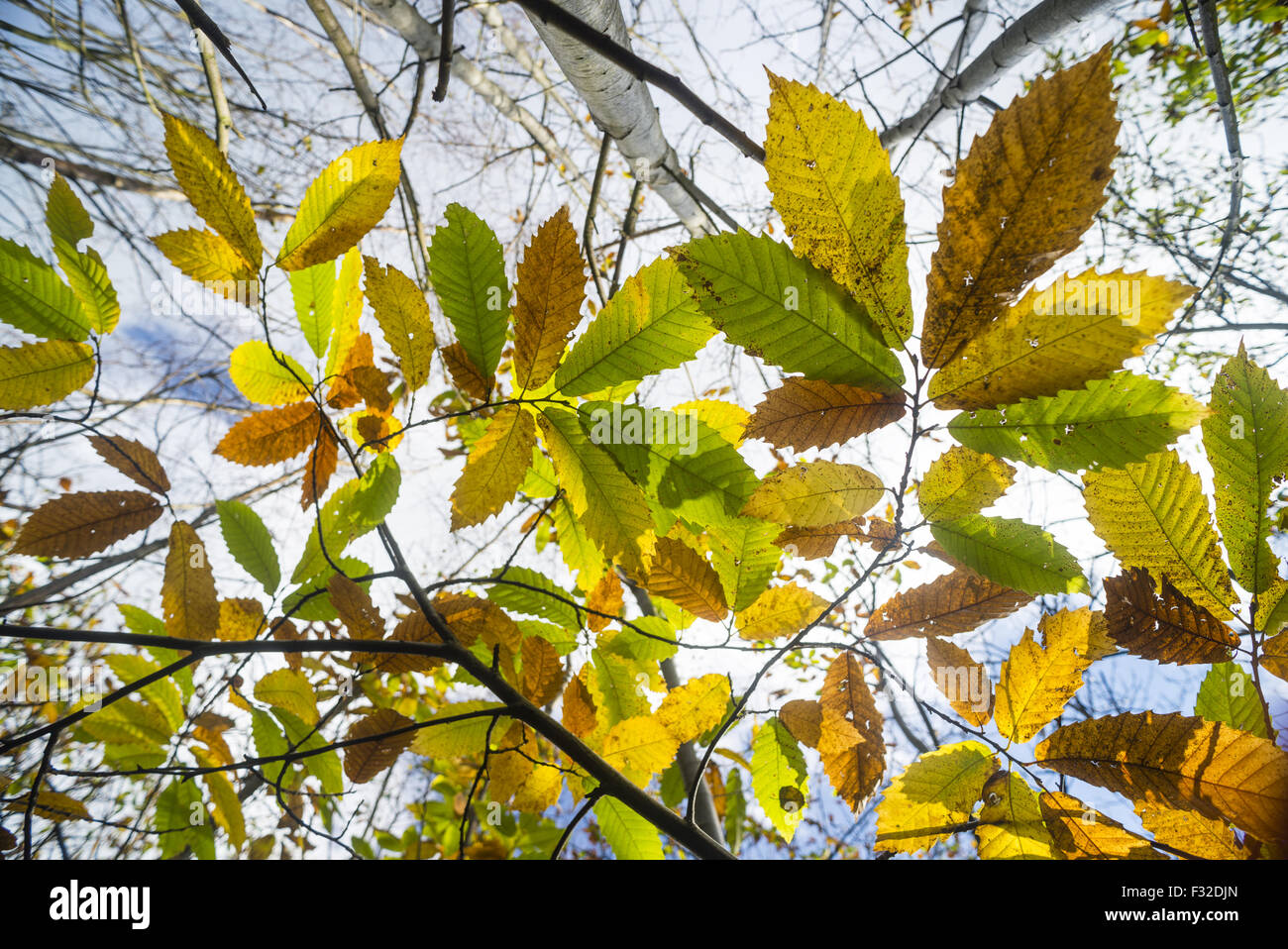 Sweet Chestnut (Castanea sativa) close-up of leaves, changing to autumn ...