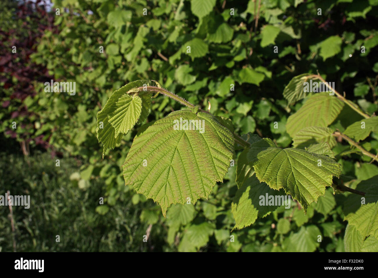Common Hazel (Corylus avellana) close-up of leaves, growing in woodland ...