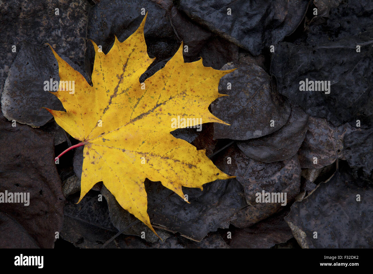 Norway Maple (Acer platanoides) fallen leaf, in autumn colour, amongst ...