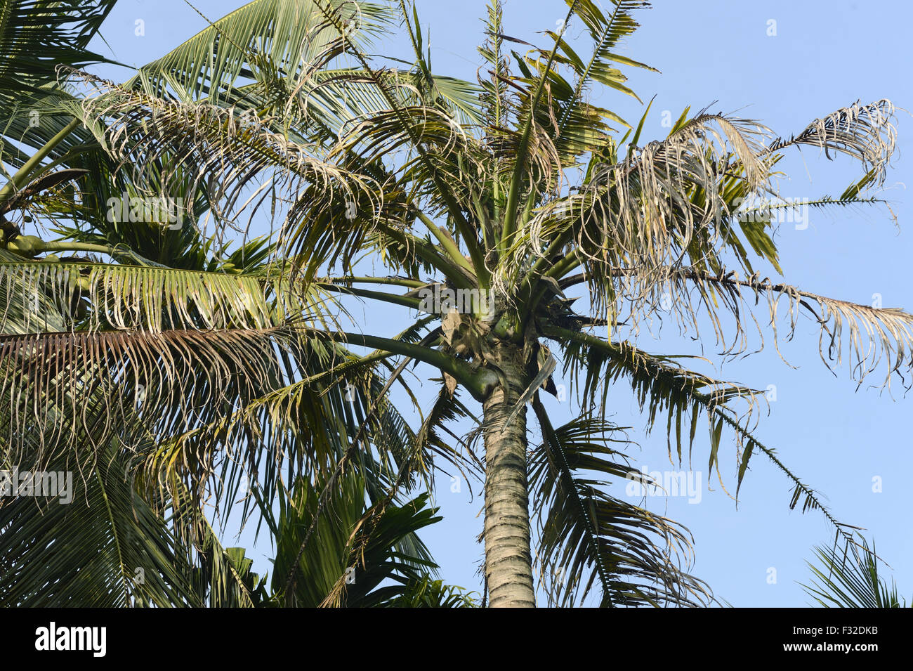 Coconut Palm (Cocos nucifera) diseased leaves with leaf rot, distal end ...