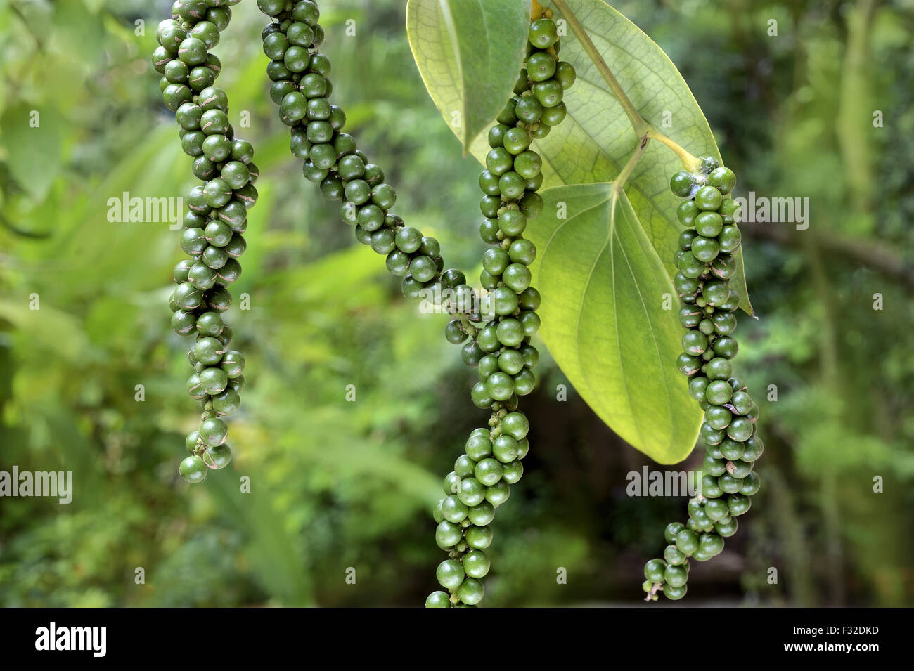 Black Pepper (Piper nigrum) green peppercorn, immature fruit ...
