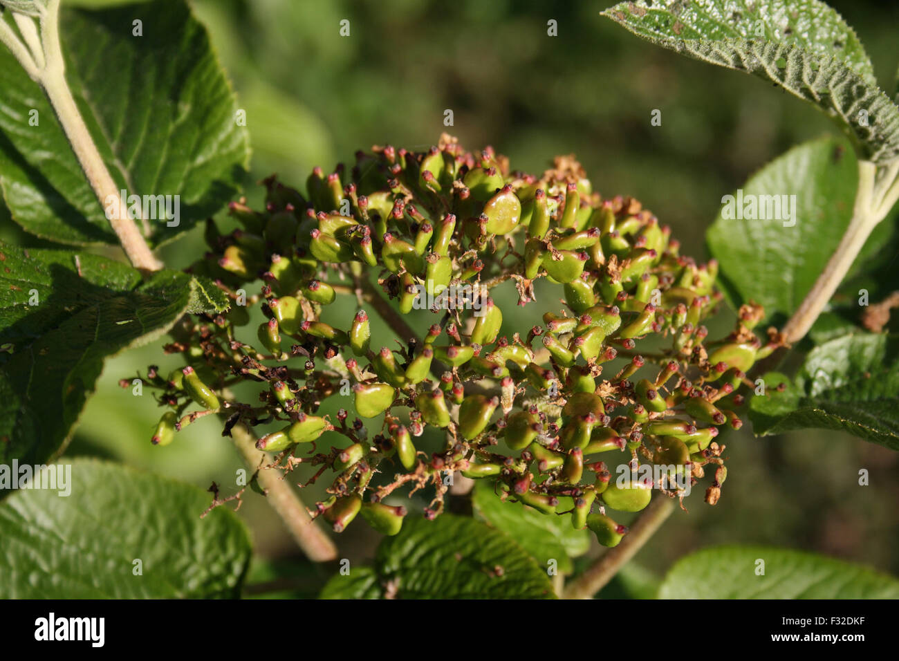 Wayfaring Tree (Viburnum lantana) close-up of unripe fruit, growing in ...