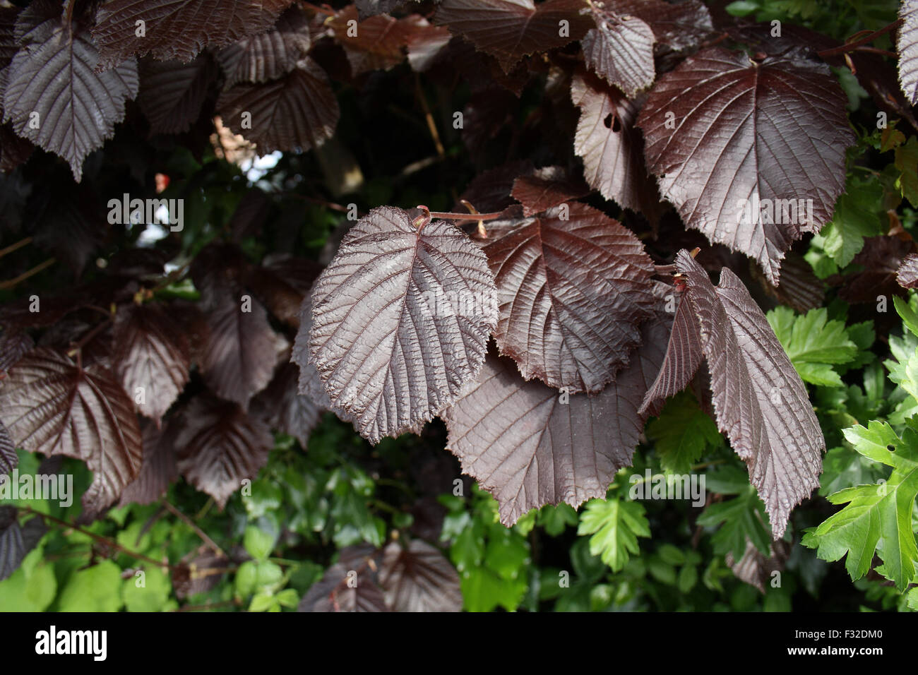 Filbert (Corylus maxima) 'Purpurea', close-up of leaves, growing in ...
