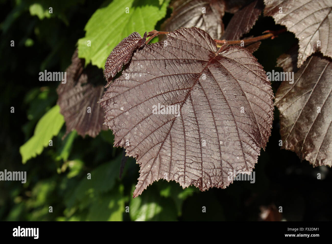 Filbert (Corylus maxima) 'Purpurea', close-up of leaf, growing in ...