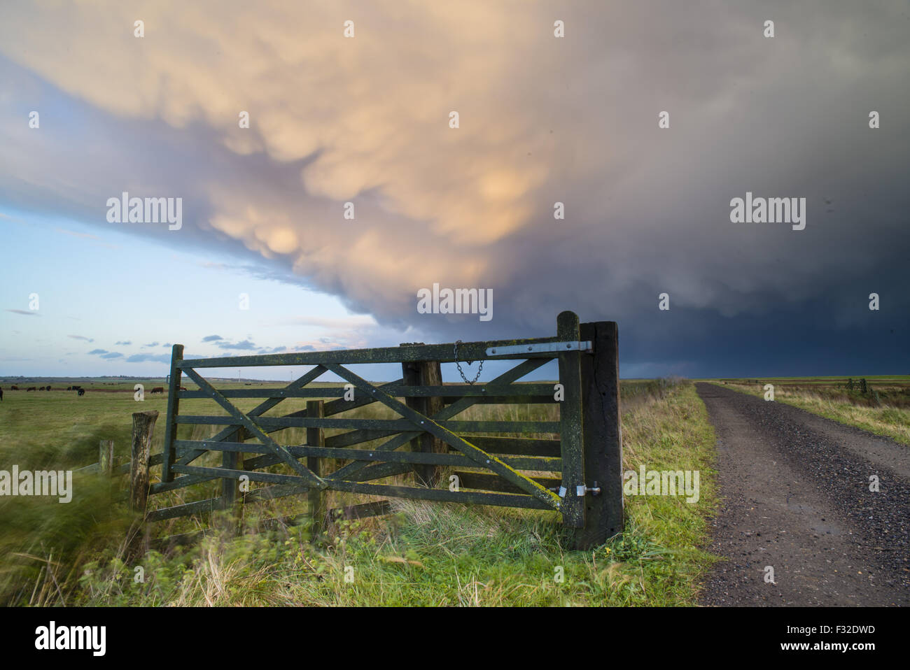 View of gate with cattle fencing and track on coastal grazing marsh ...