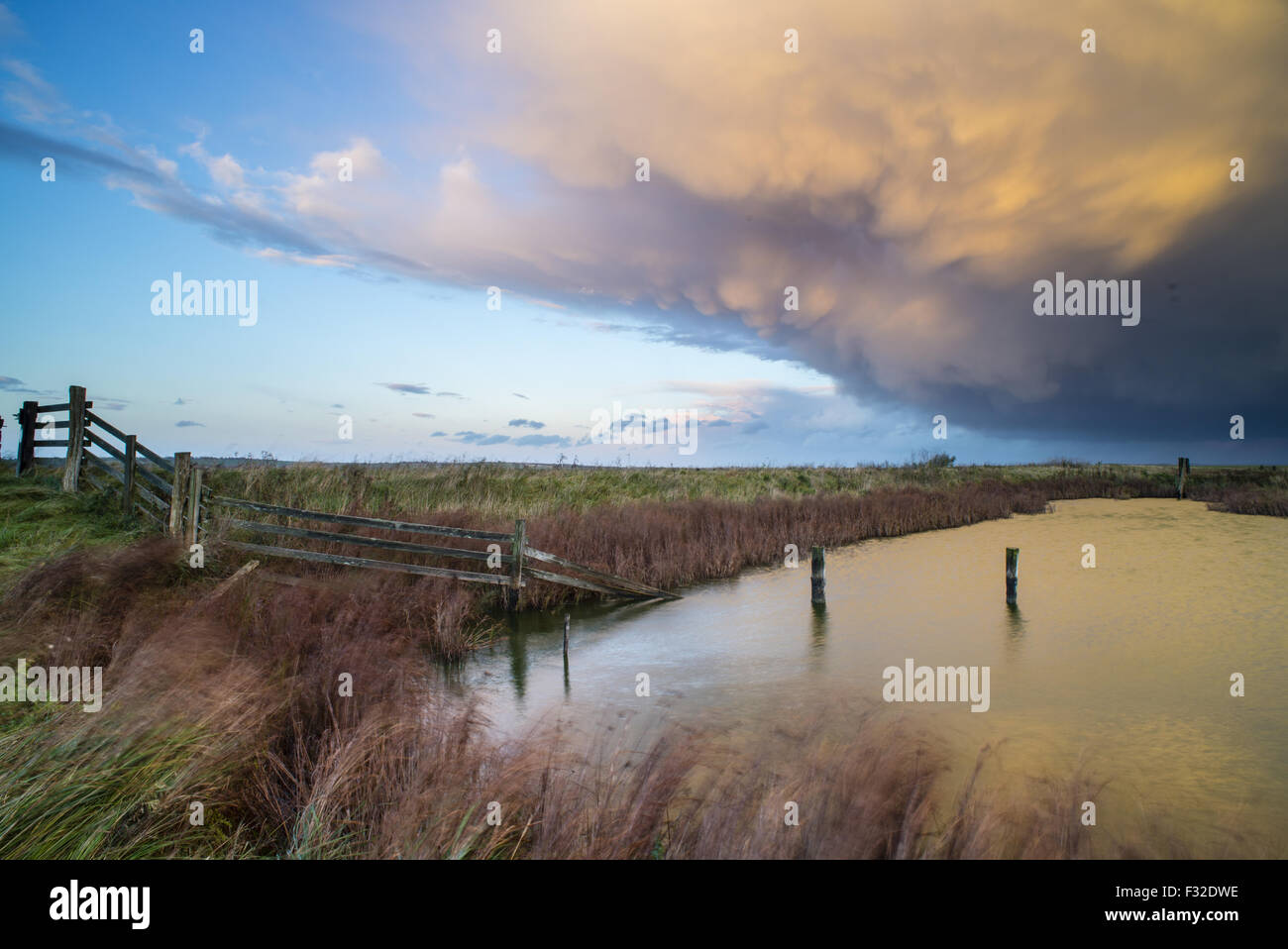 View of cattle fencing and water-filled ditch on coastal grazing marsh ...