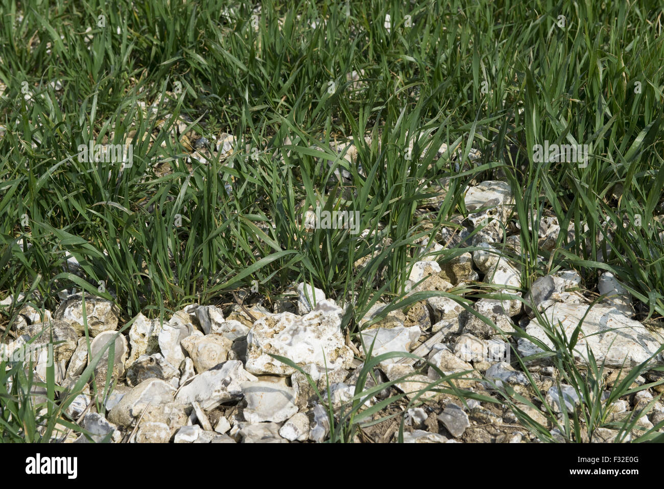 Wheat (Triticum aestivum) young crop growing in very stony, flint ...