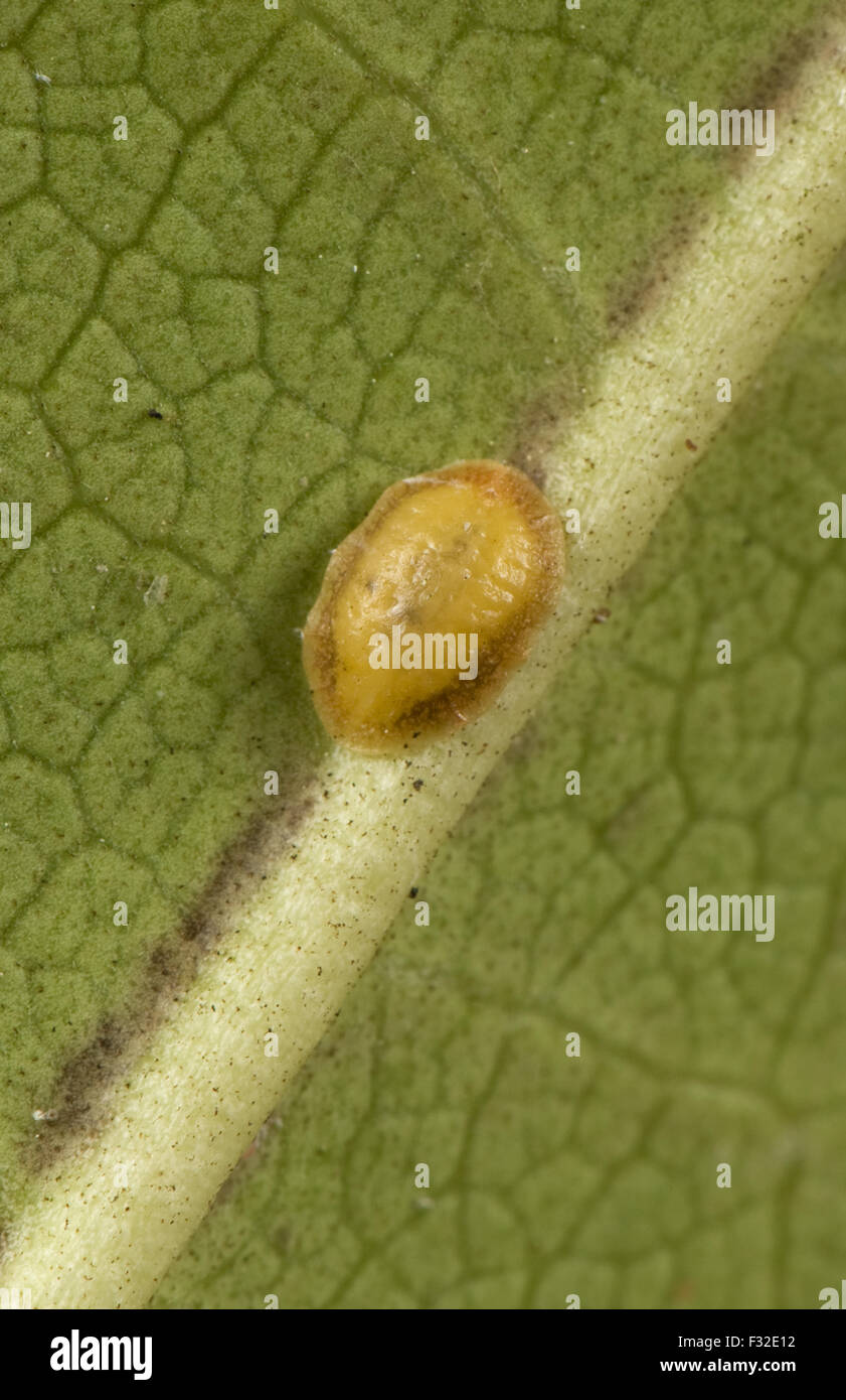 Cushion scale insect, Pulvinaria floccifera, on underside of ornamental ...
