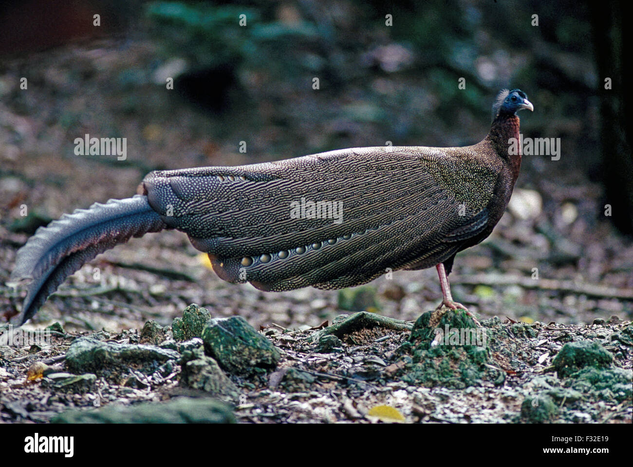 Argus pheasant hi-res stock photography and images - Alamy