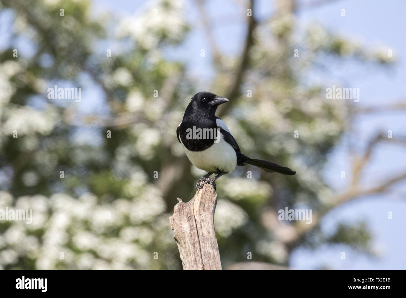 Common Magpie on dead tree, with flowering Hawthorn hedge behind Stock ...