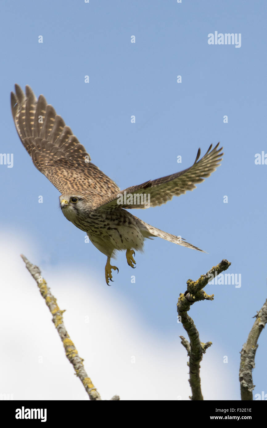 Female common Kestrel taking off from dead tree Stock Photo - Alamy