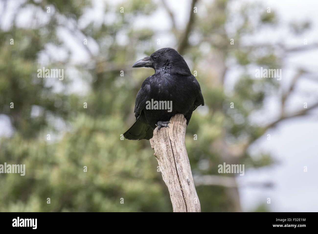 Carrion Crow on tree stump.predator of young garden birds Stock Photo ...