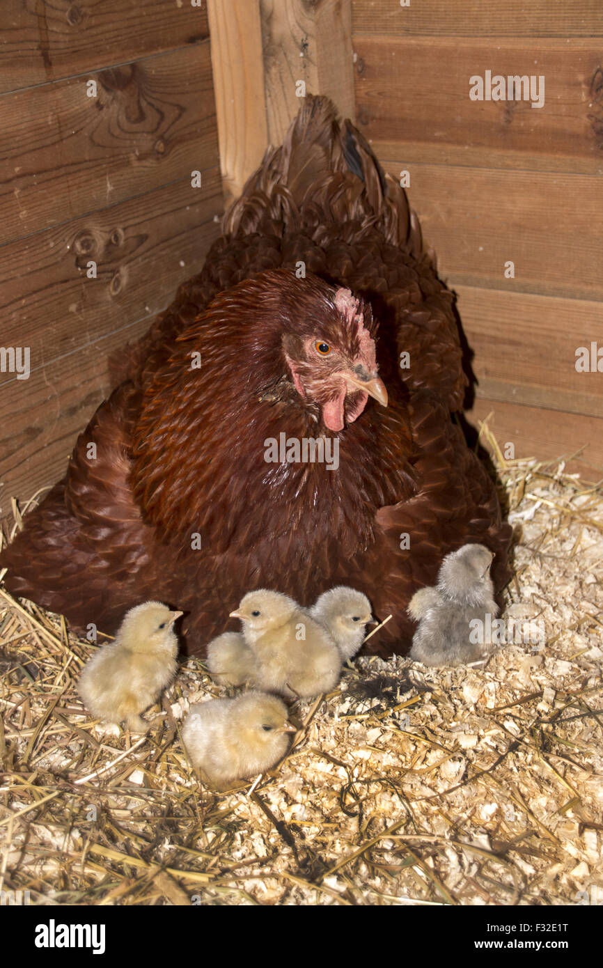 A New Hampshire red cross hen with foster Lavender Pekin chicks Stock ...