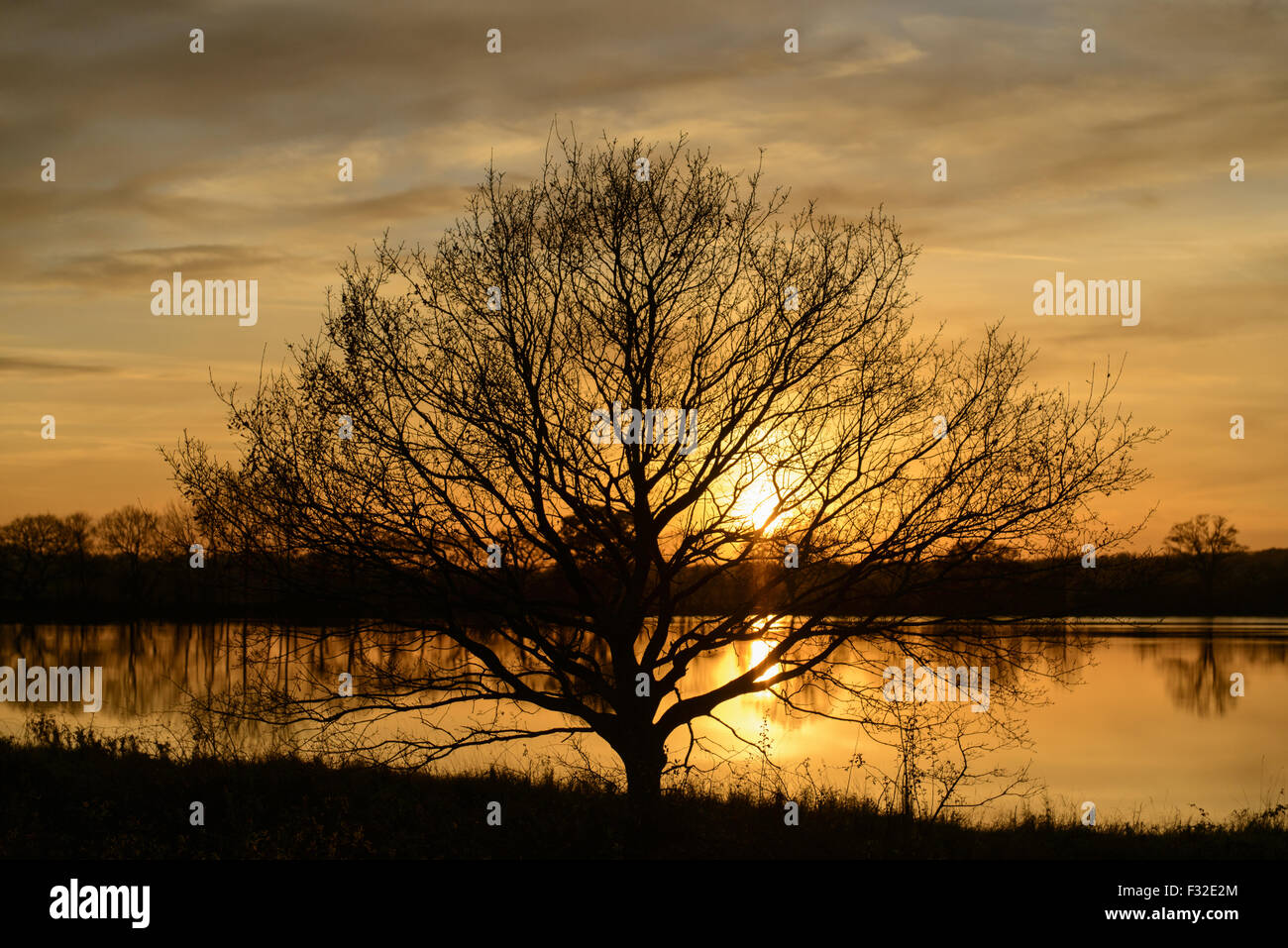 Bare tree silhouetted beside flooded field at sunset, Otmoor RSPB ...