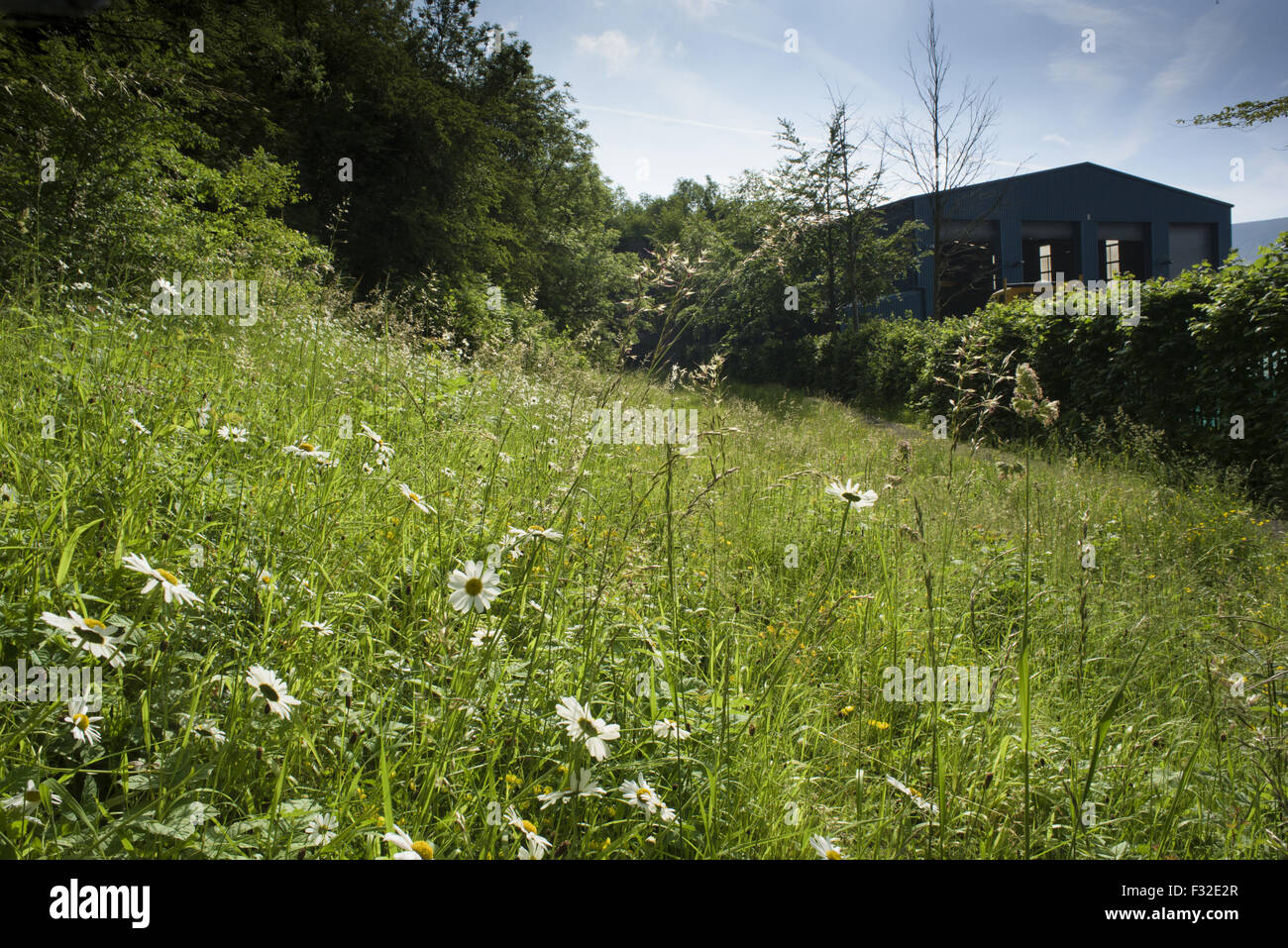 Wildflowers growing beside industrial estate in former limestone quarry ...