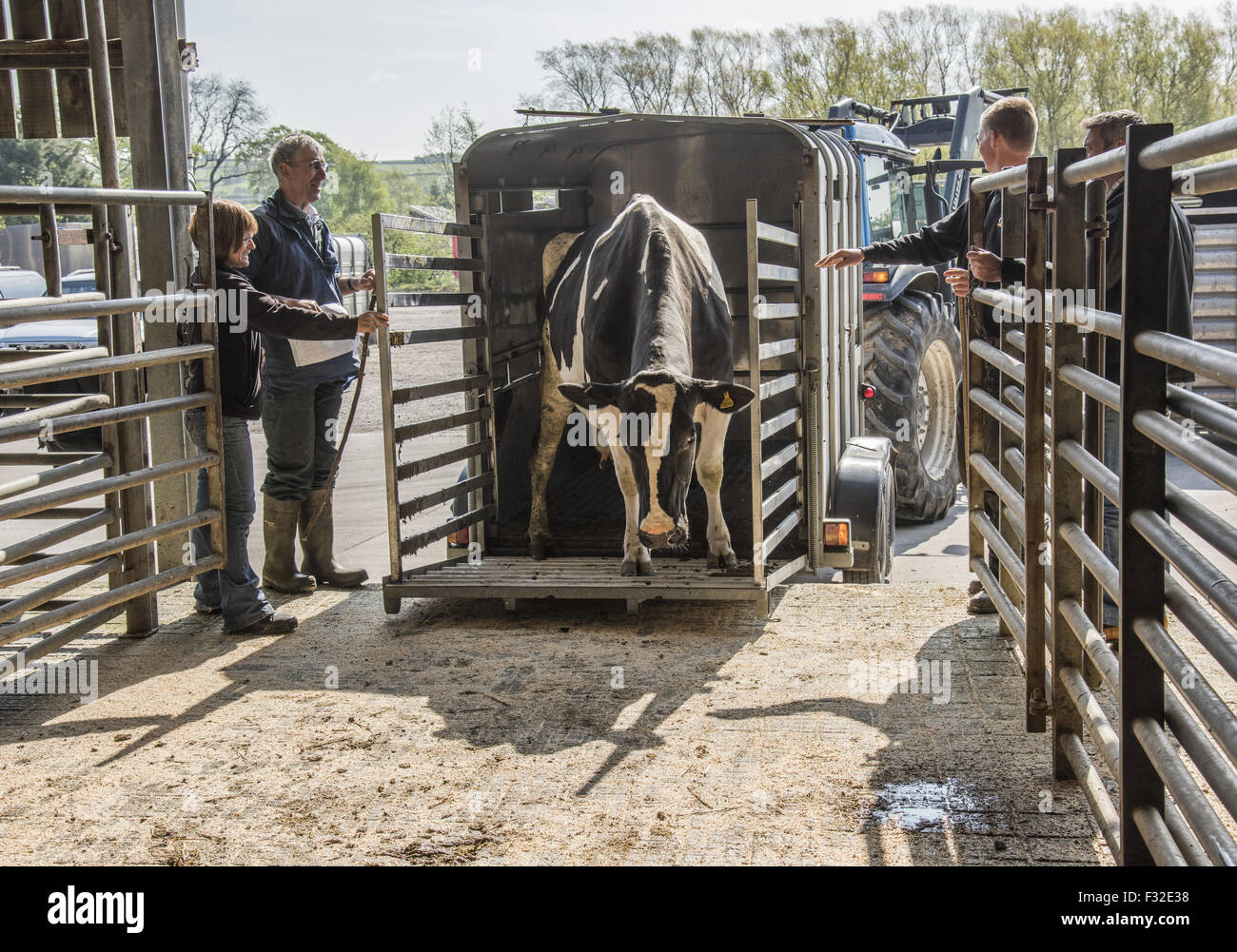 Livestock market, unloading cast dairy cow from trailer, Lancaster ...