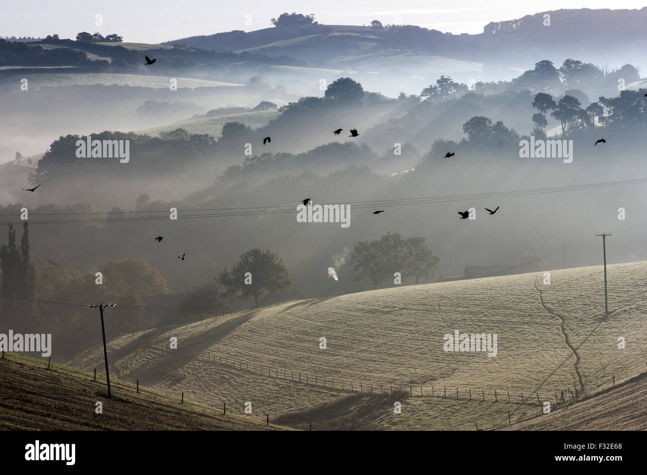 Telegraph poles in morning mist,starlings,rooks,morning mist,Teign ...