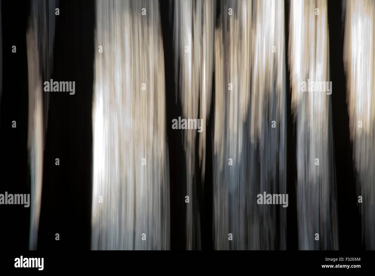 Light through trees hi-res stock photography and images - Alamy