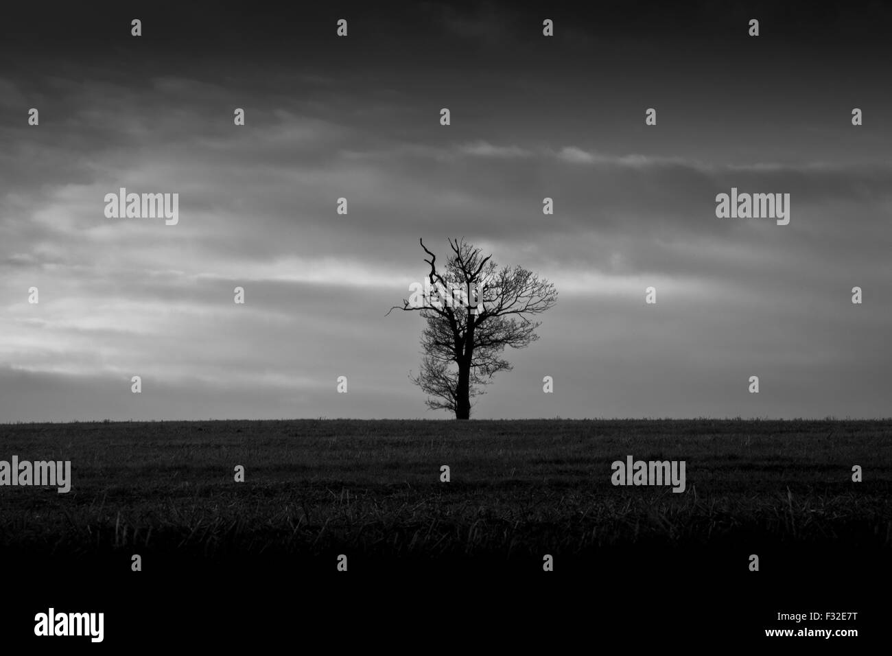 Single Oak tree in a field, black and white Stock Photo - Alamy