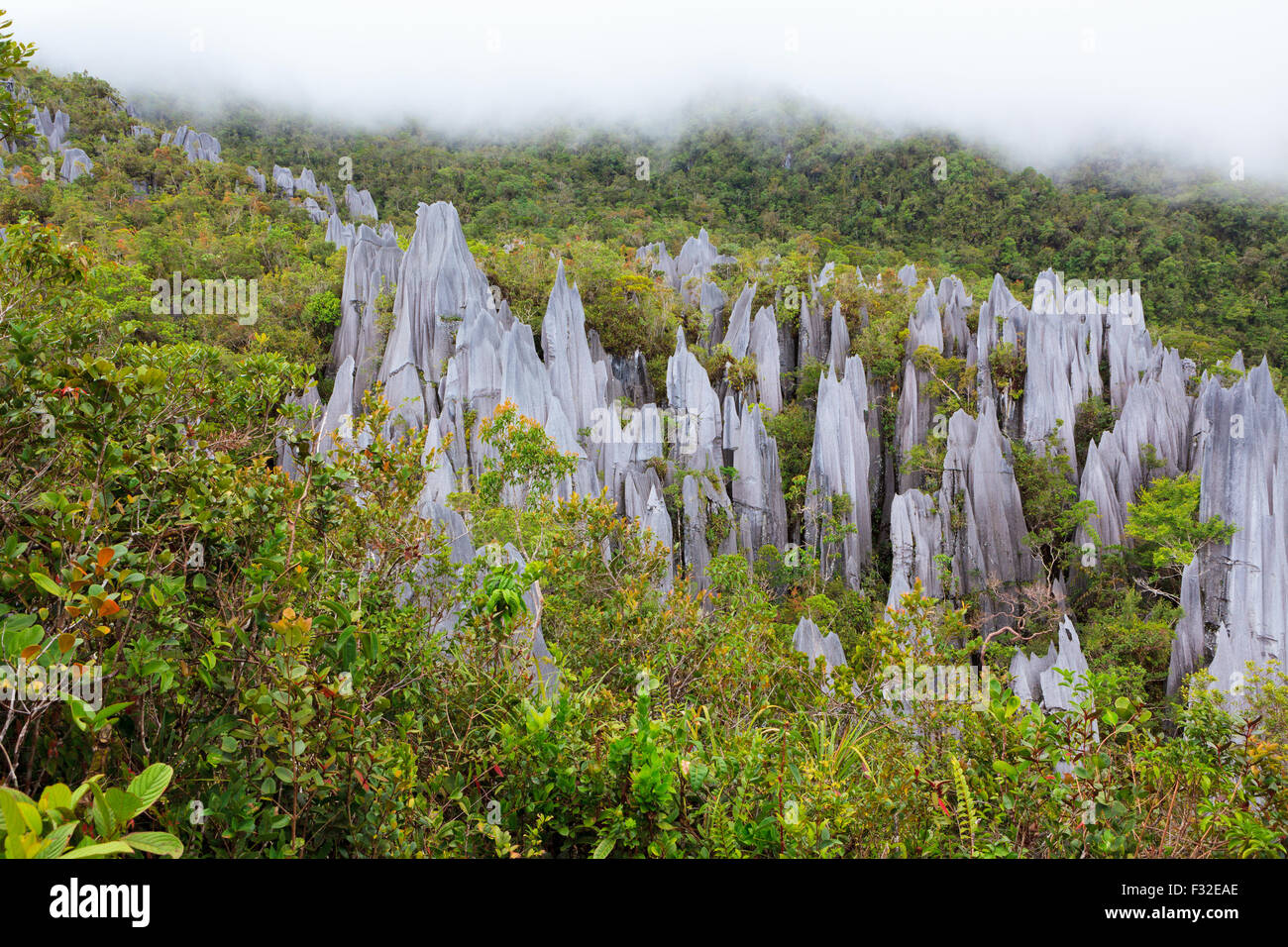 Limestone pinnacles at gunung mulu national park Stock Photo - Alamy