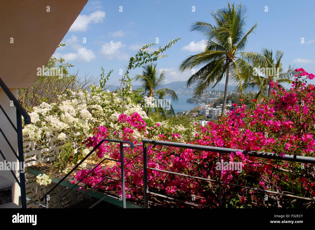 Bougainvilla flowering vines in Acapulco, Mexico Stock Photo - Alamy