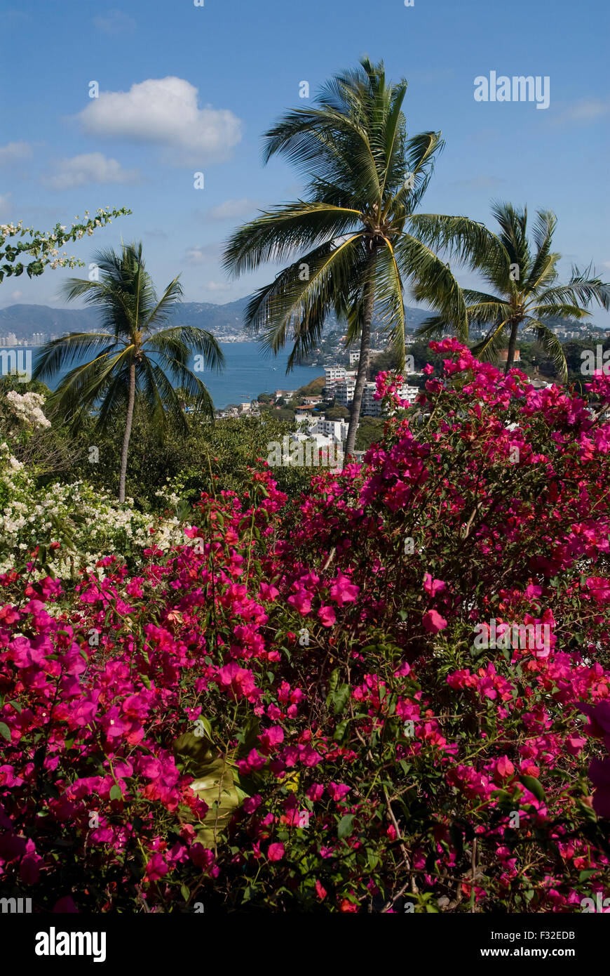 Bougainvilla flowering vines in Acapulco, Mexico Stock Photo - Alamy