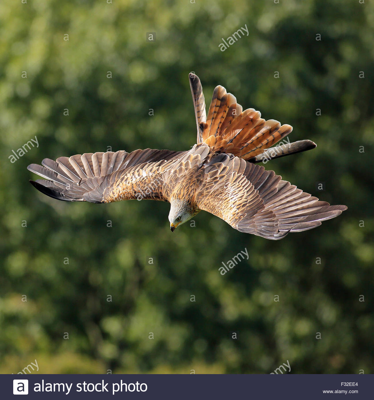 Red Kite Diving High Resolution Stock Photography and Images - Alamy