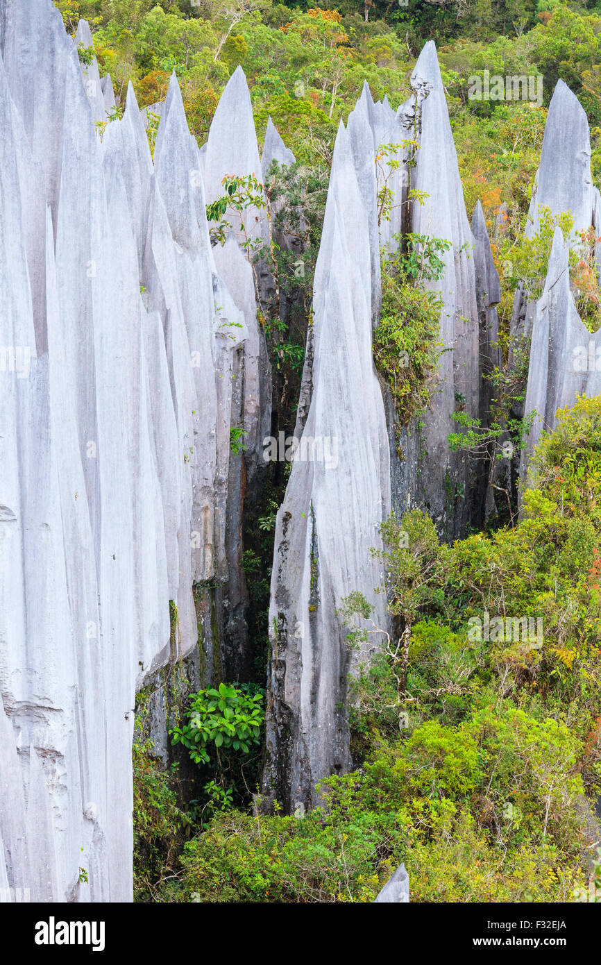 Limestone pinnacles at gunung mulu national park Stock Photo - Alamy