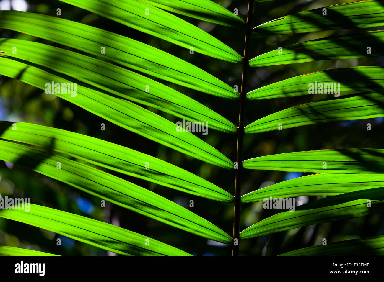 Green backlit leaf in the jungle Stock Photo - Alamy