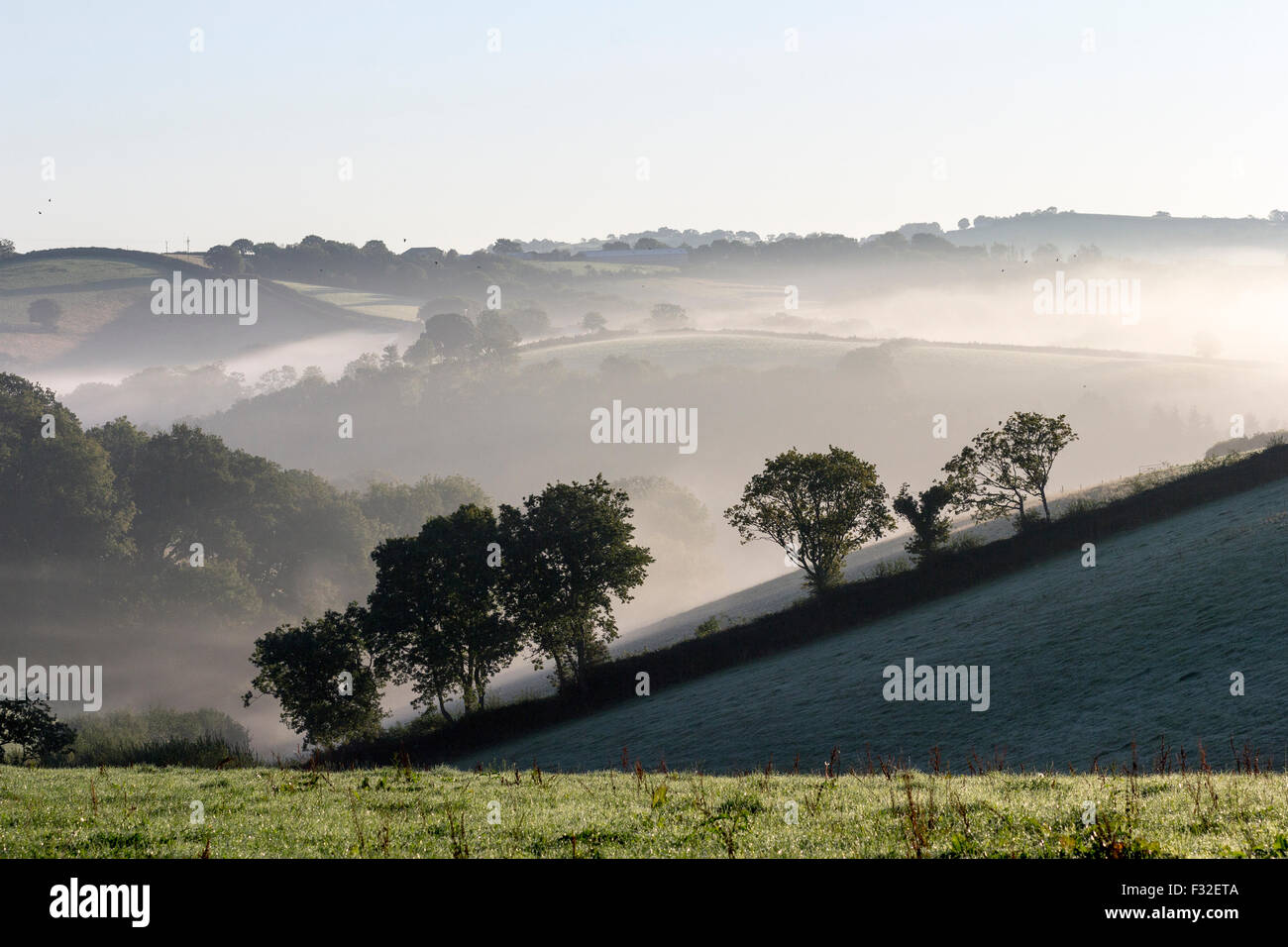 Trees in Mist in Devon combe or valley near Dunsford,Devon,morning mist ...