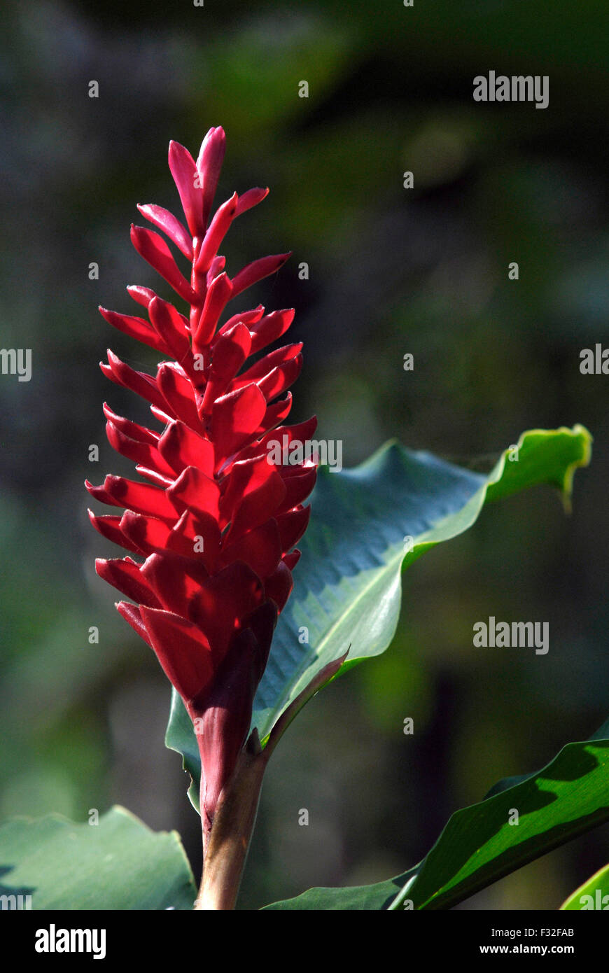 Red ginger leaves against dark background Stock Photo - Alamy