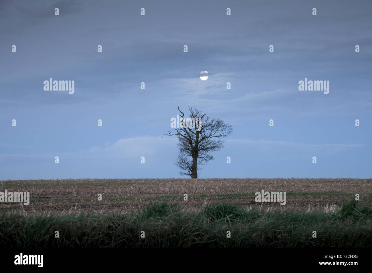 Moon above a single Oak tree Stock Photo - Alamy