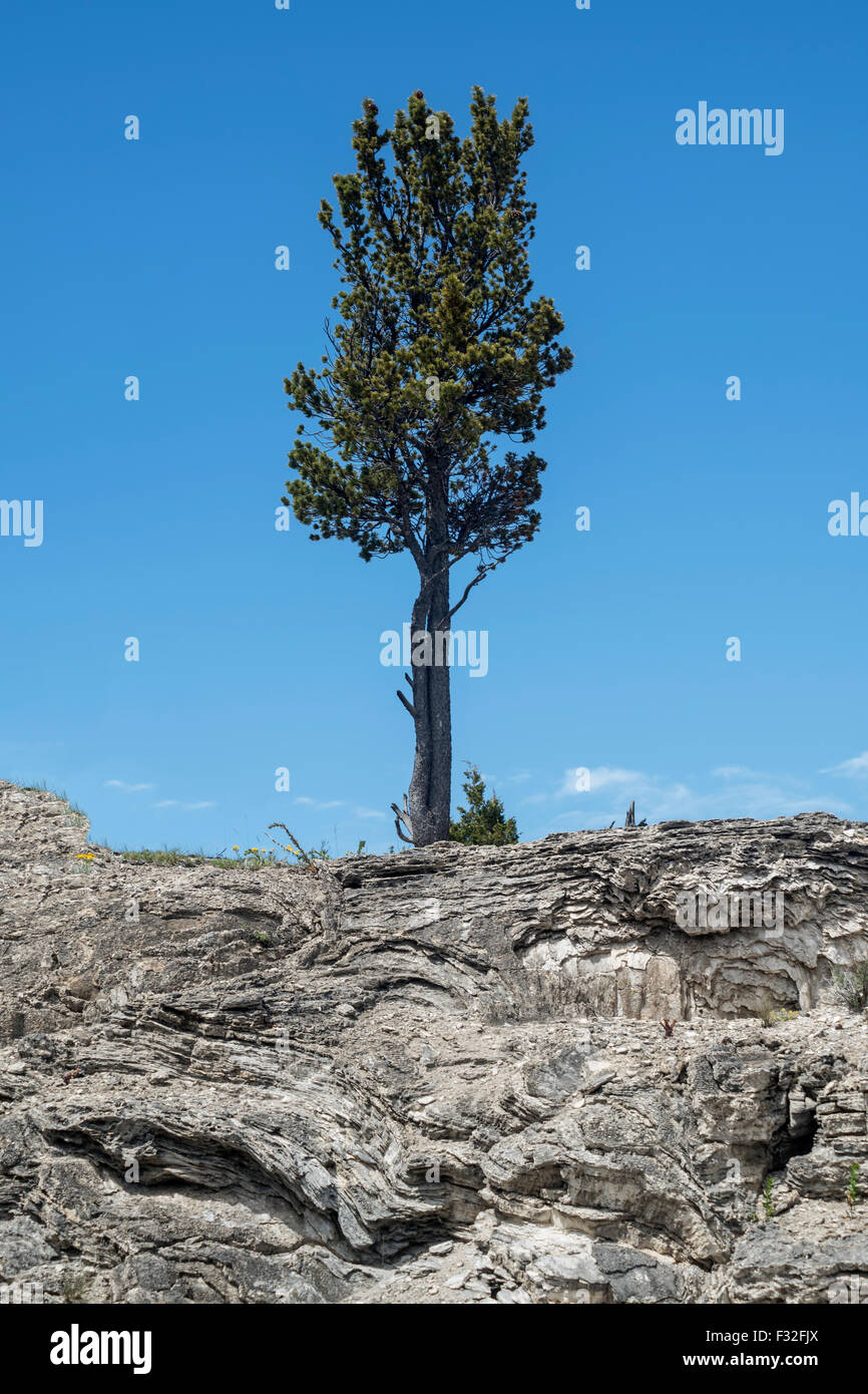 Lonely tree, Yellowstone National Park , Wyoming, USA Stock Photo - Alamy