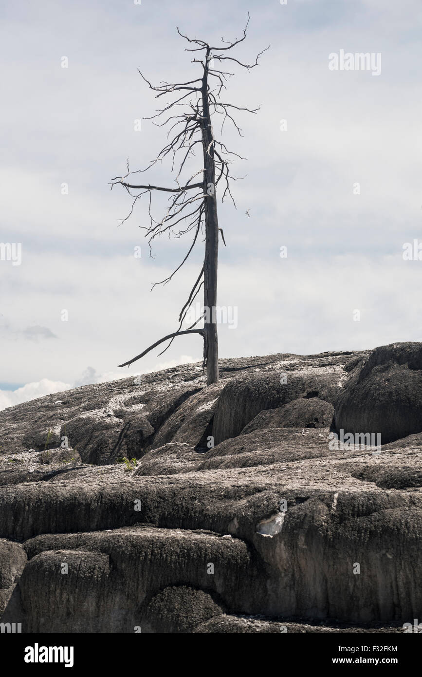 Dead tree and stones, Yellowstone National Park , Wyoming, USA Stock ...