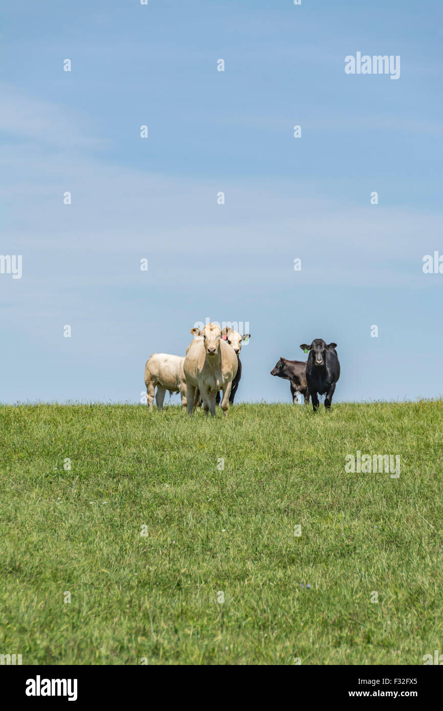 Cattle grazing in a pasture in the Bluegrass region of Kentucky USA ...