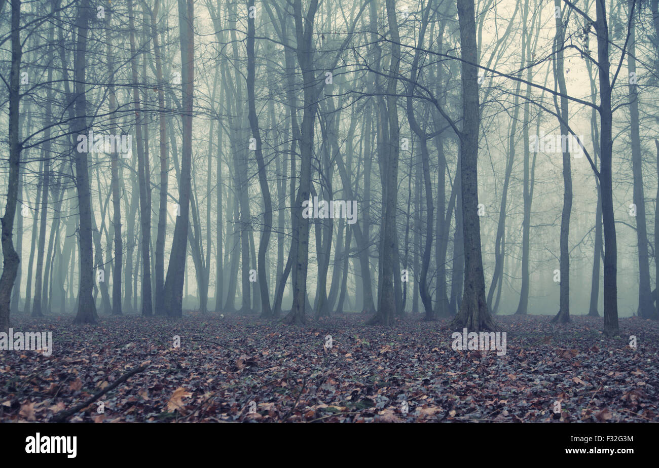 Messy forest hi-res stock photography and images - Alamy