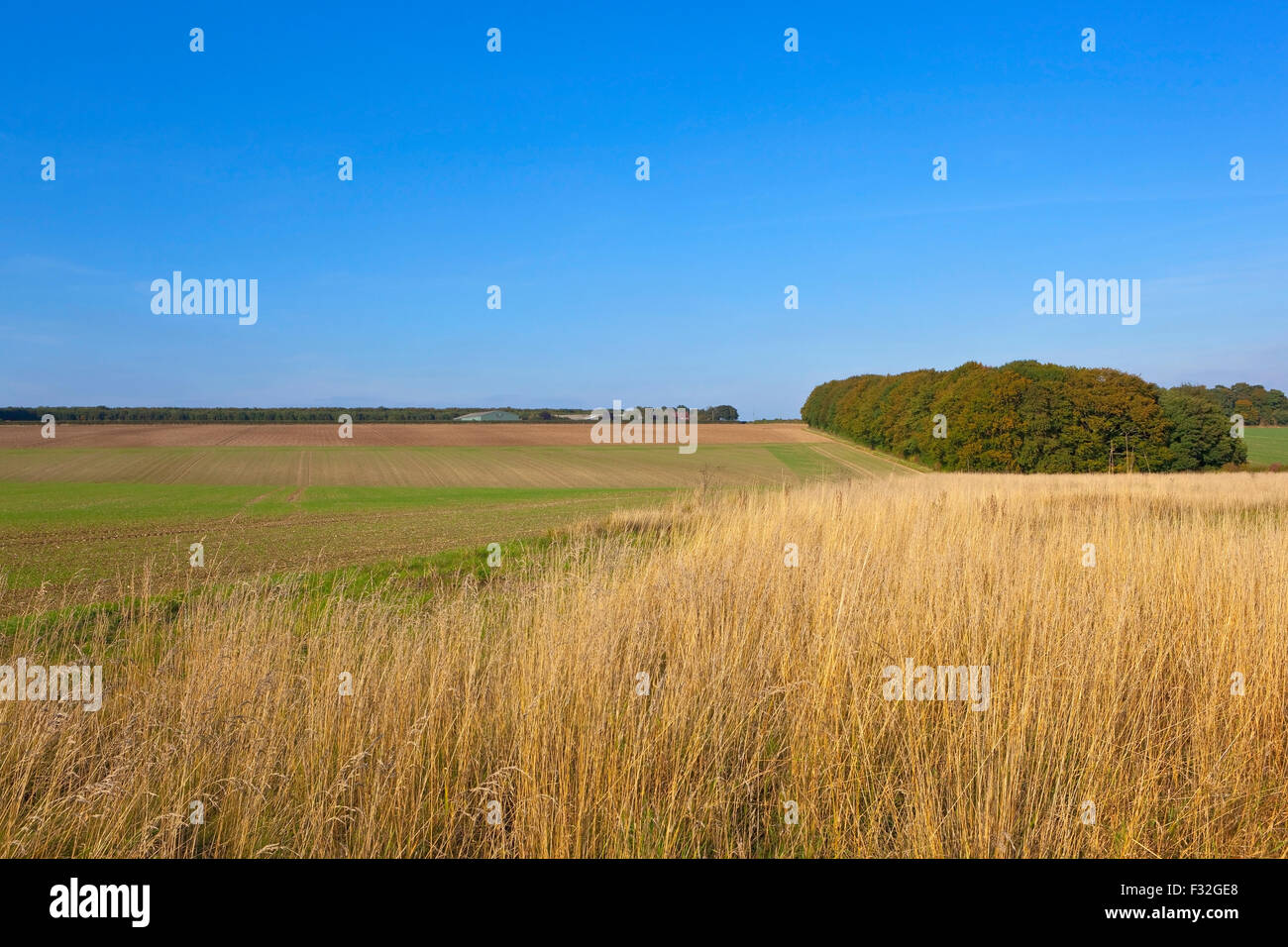 Dry grasses, seedling crops, hedgerows and woodlands in the scenic ...