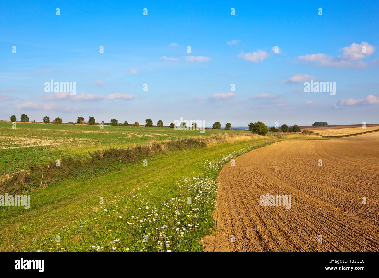 Cultivated fields beside a grassy track with wildflowers in the scenic ...