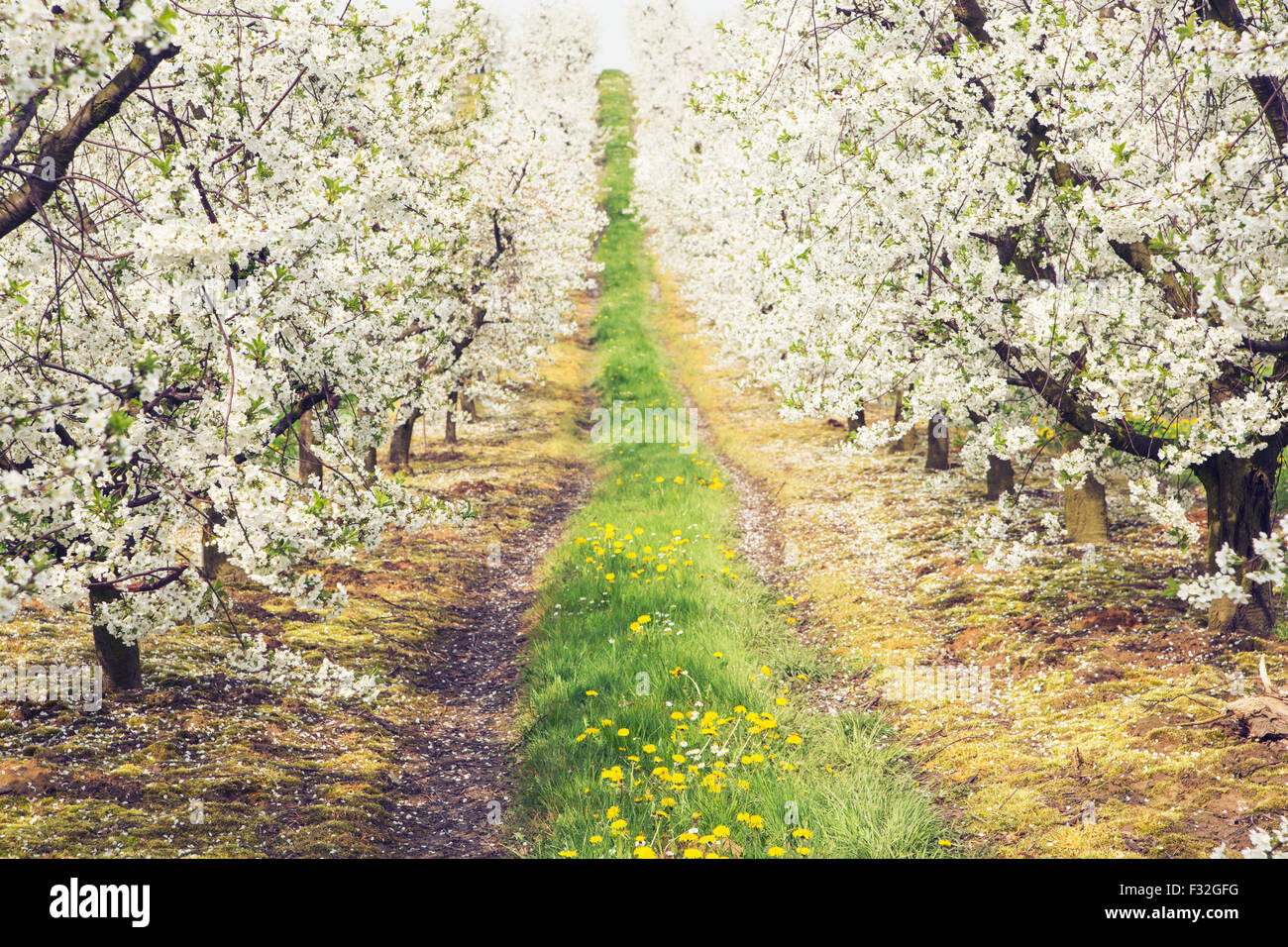 Beautiful warm spring in the cherry orchard Stock Photo - Alamy