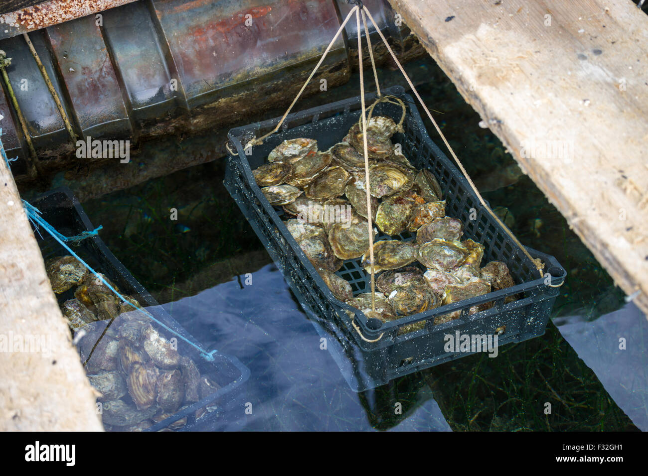 Drace hi-res stock photography and images - Alamy