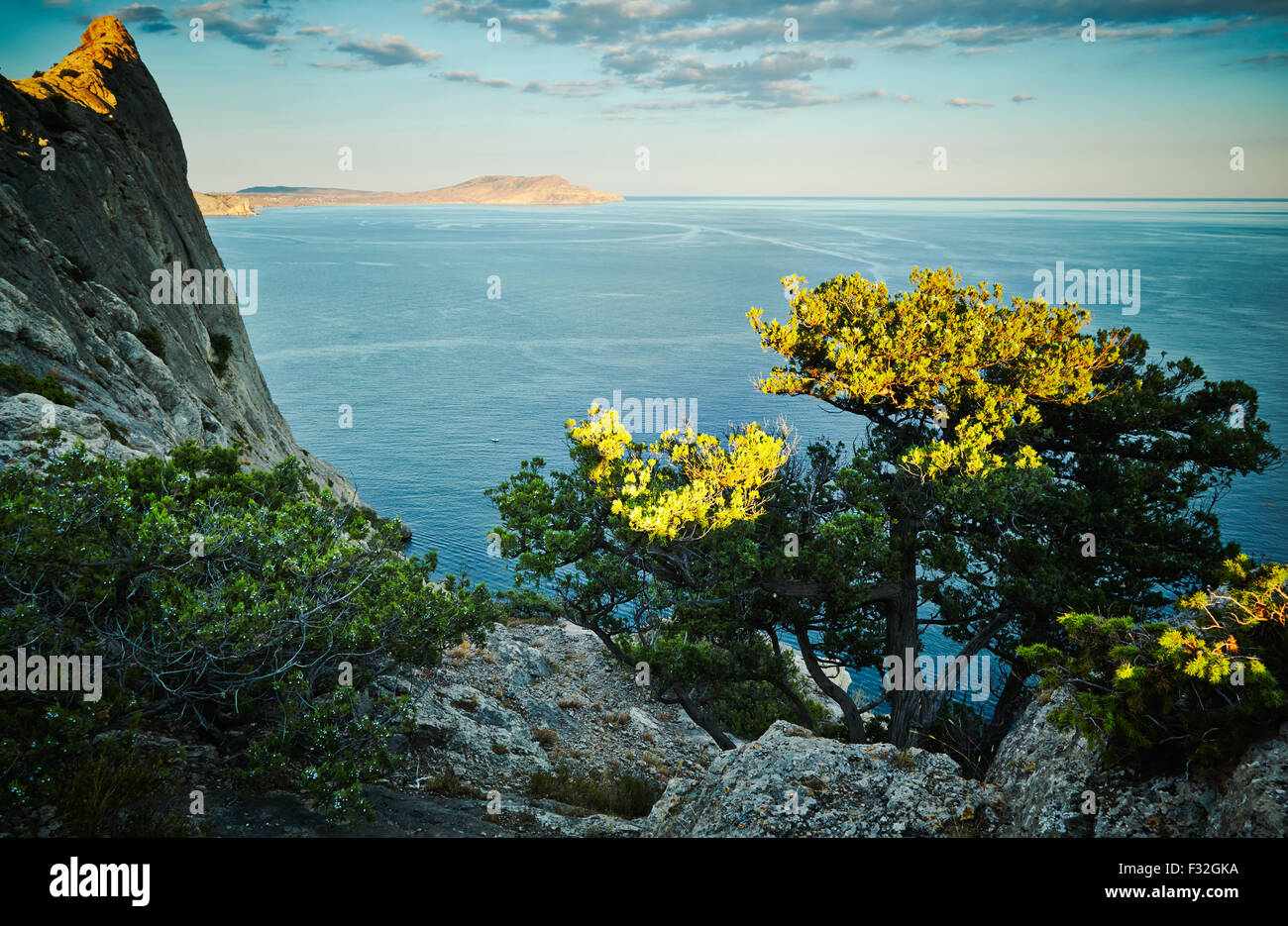 Tree and sea at sunset. Crimea landscape. Nature background Stock Photo ...