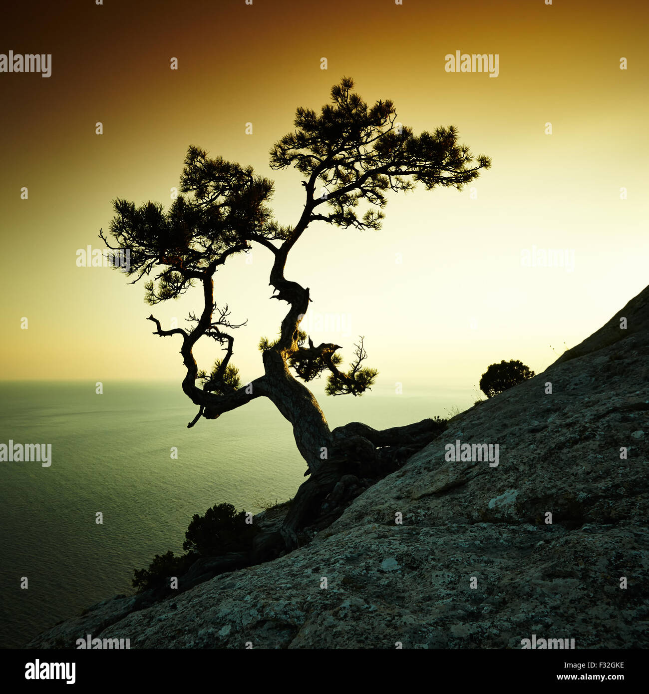 Tree and sea at sunset. Crimea landscape. Nature background Stock Photo ...