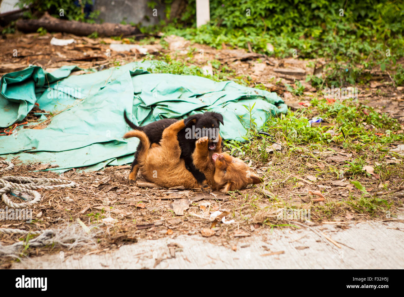 Cute stray puppies playing Stock Photo - Alamy