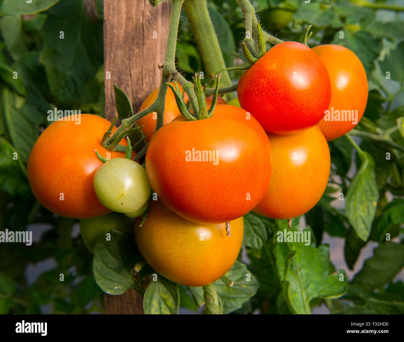 Tomatoes growing in a polytunnel Stock Photo - Alamy