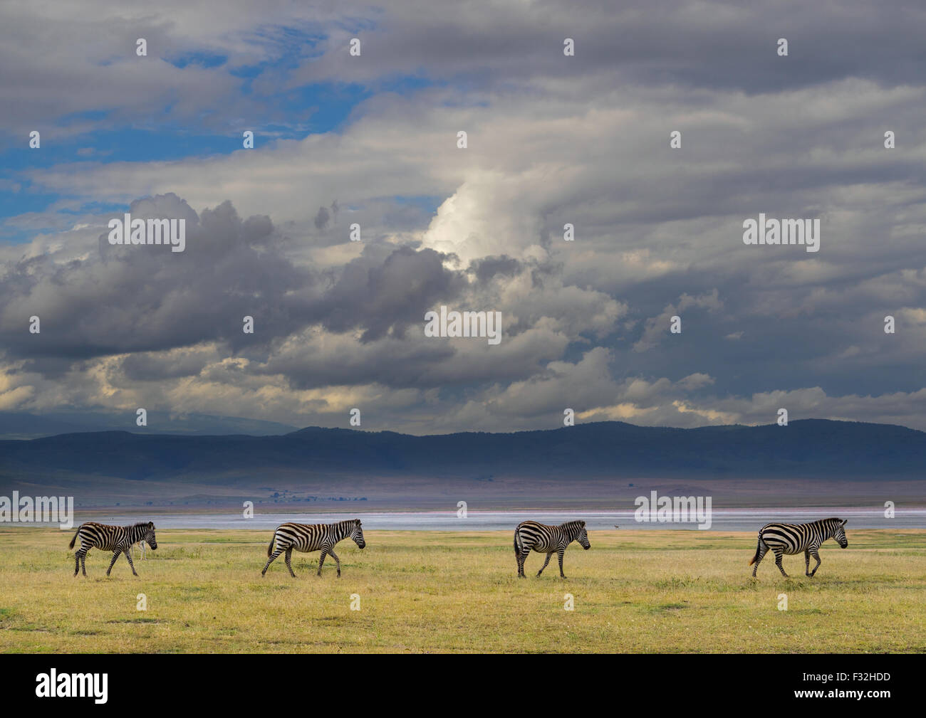 Tanzania, Arusha Region, Ngorongoro Conservation Area, zebra (equus ...