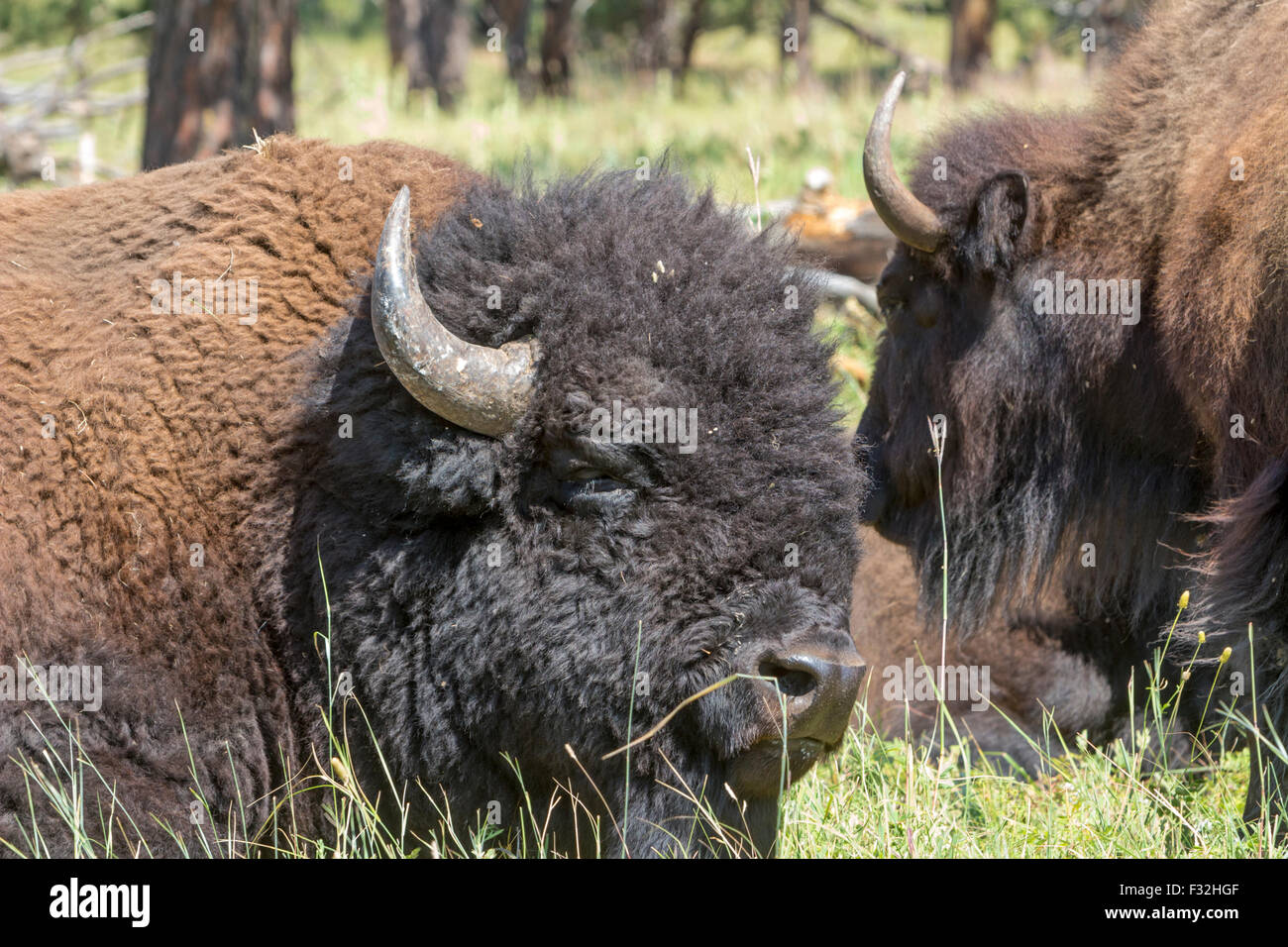 Buffalo hi-res stock photography and images - Alamy