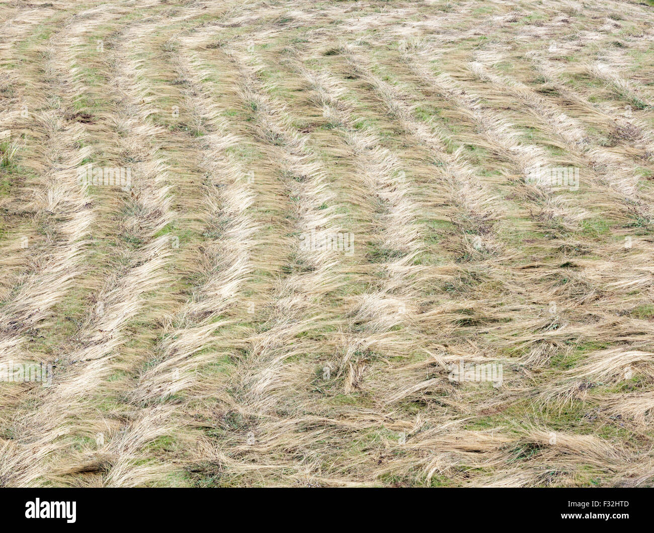 Reaped (mowed) strip of field (meadow). Background Stock Photo - Alamy