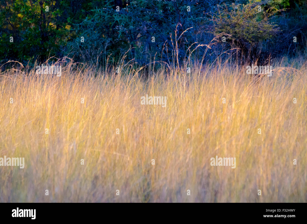 Grasses next to the track to Kalizo lodge Stock Photo - Alamy