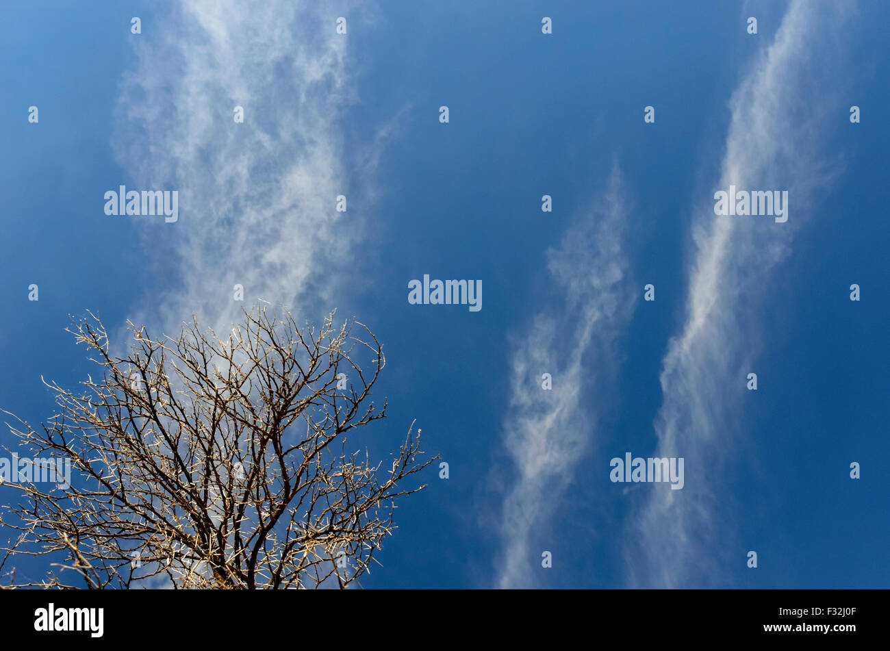 Blue Thorn High Resolution Stock Photography and Images - Alamy