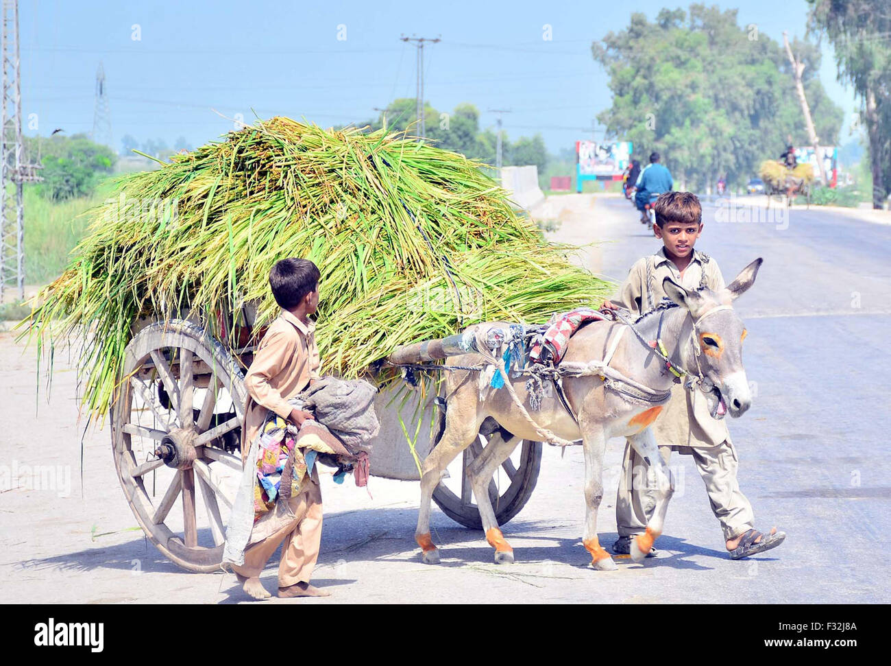 Two little children carry of heavy load of paddy fodder load over ...